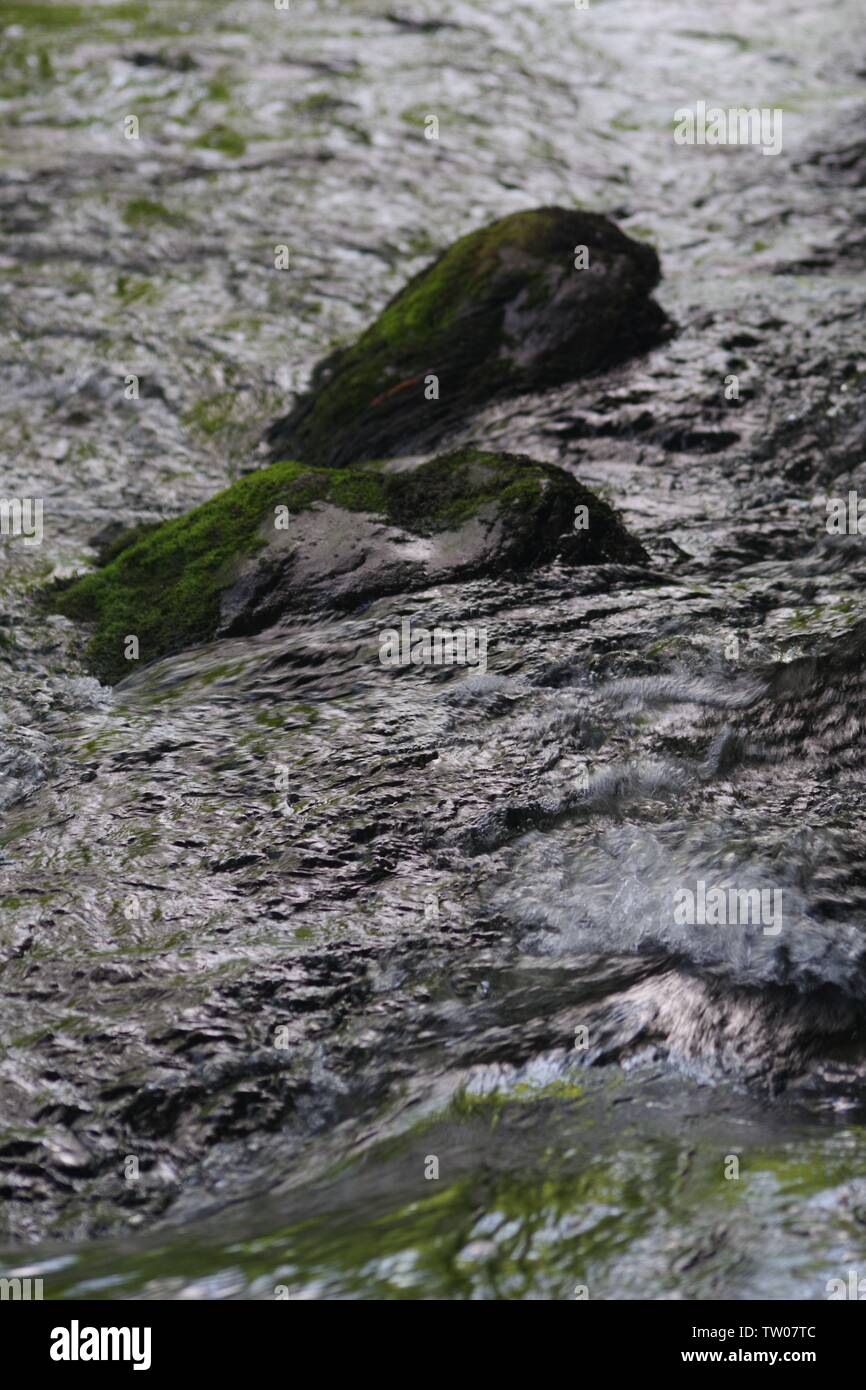 Boulders in the River Dart Flowing Through Hembury Woods on a Late ...
