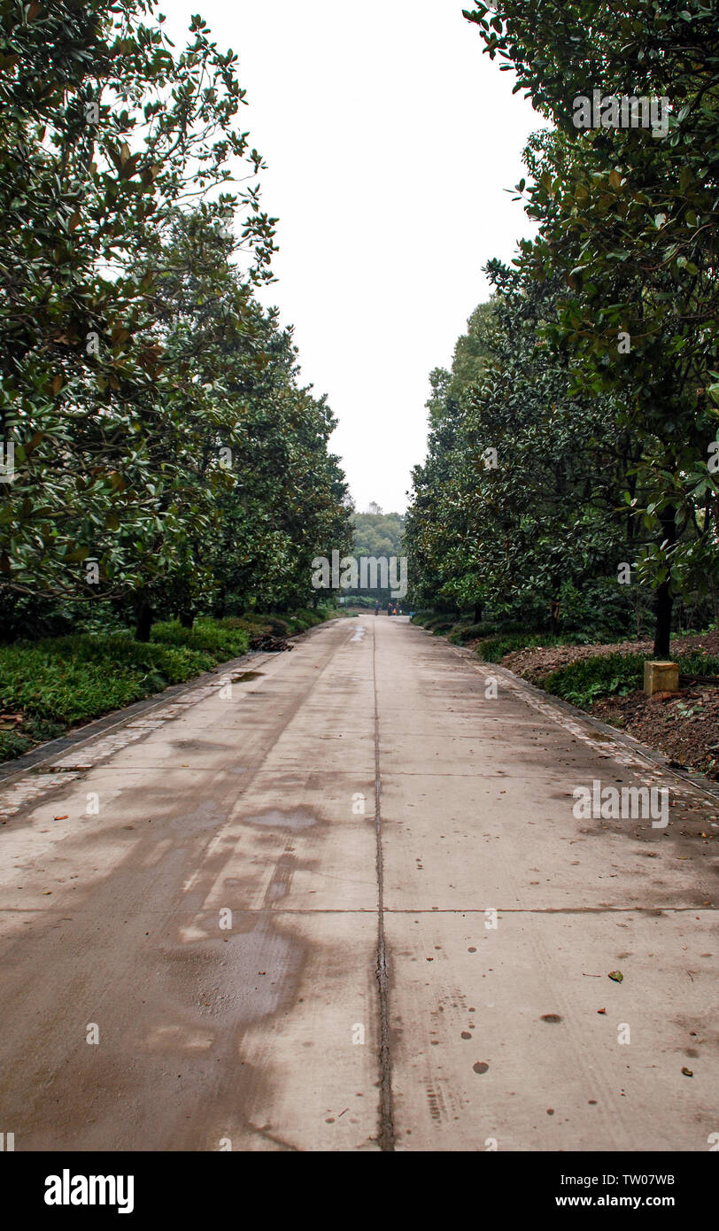 Road landscape with no one tree guide hi-res stock photography and ...