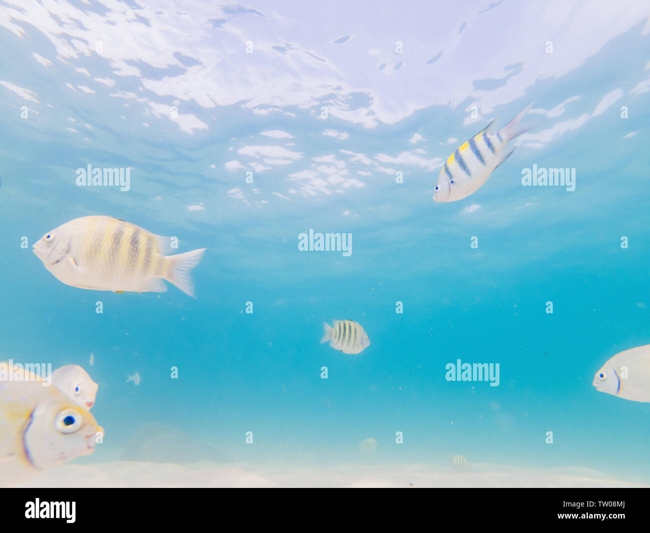 Red snapper underwater fin hi-res stock photography and images - Alamy