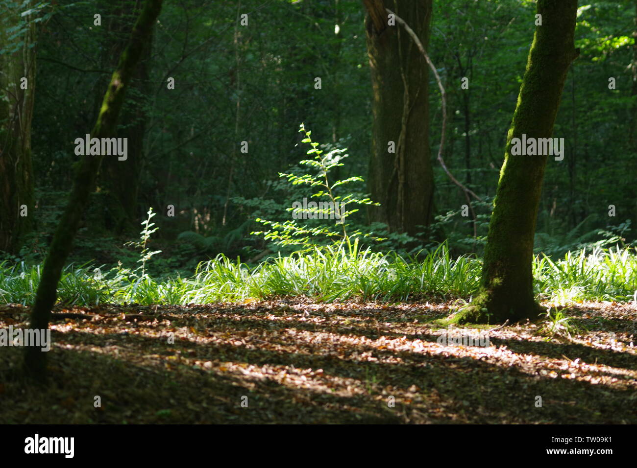 Backlit Beech Tree Sapling (Fagus sylvatica) Hembury Woods on a Late ...