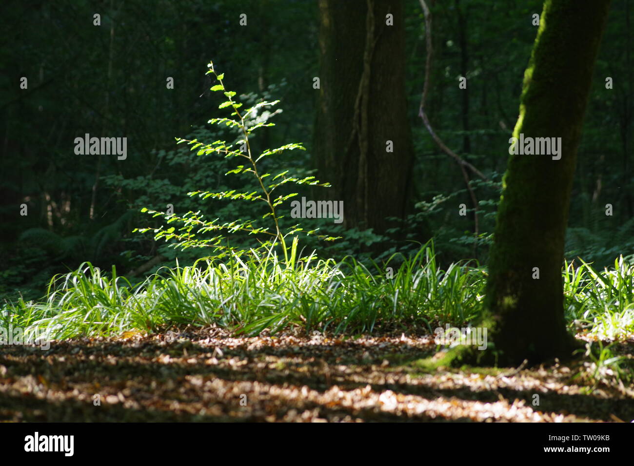 Backlit Beech Tree Sapling (Fagus sylvatica) Hembury Woods on a Late ...