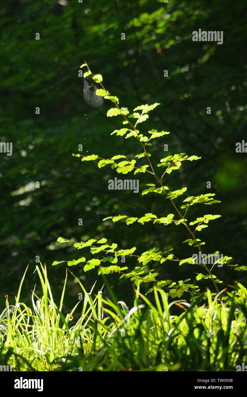 Backlit Beech Tree Sapling (Fagus sylvatica) Hembury Woods on a Late ...