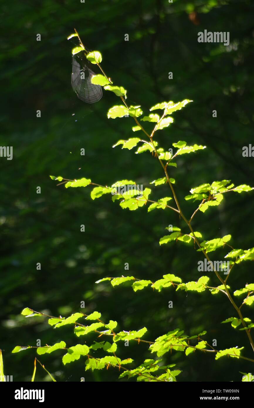 Backlit Beech Tree Sapling (Fagus sylvatica) Hembury Woods on a Late ...