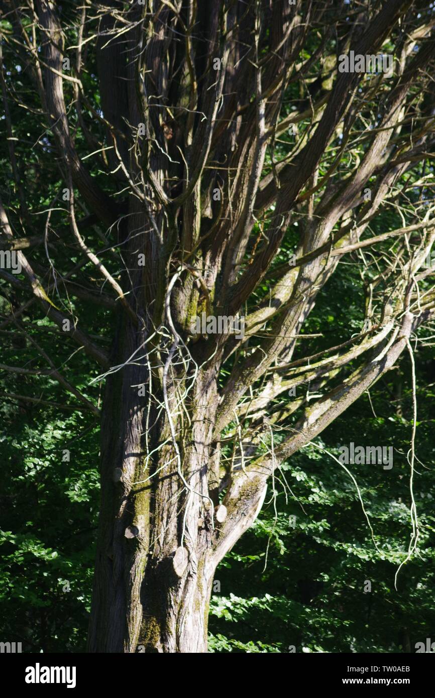 Old Grey Branching Tree in Hembury Woods on a Late Summers Afternoon ...