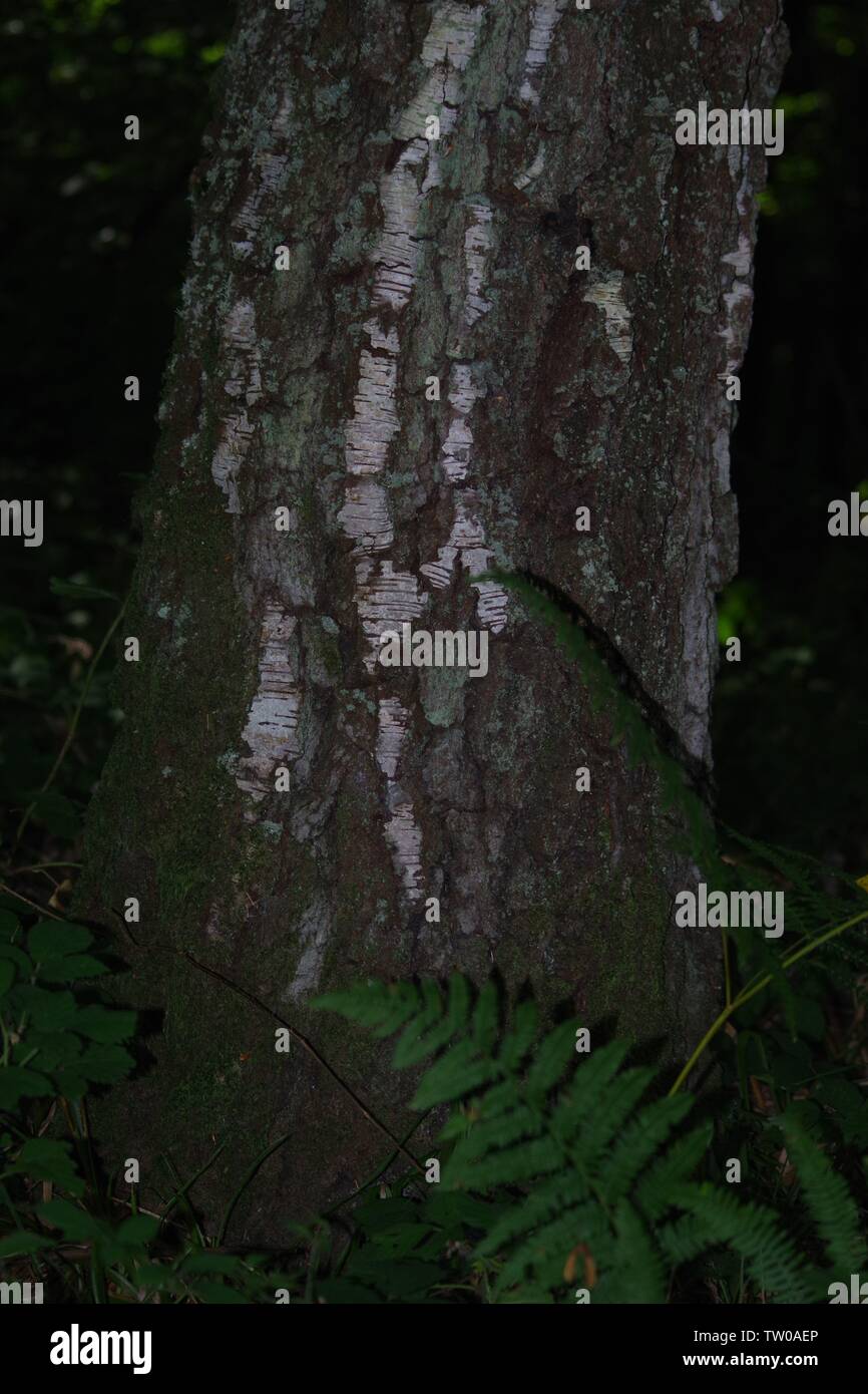 Silver Birch Tree Trunk. Hembury Woods on a Late Summers Afternoon ... Silver Birch Tree Trunk. Hembury Woods on a Late Summers Afternoon ...