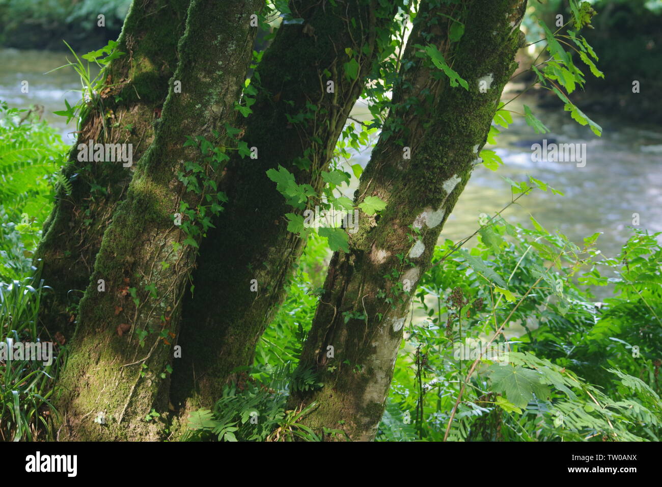 Sycamore Tree Trunks on the Bank of the River Dart in Hembury Woods on ...