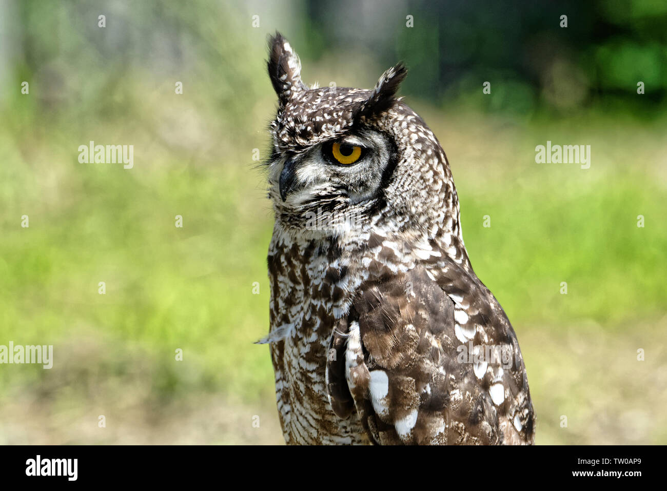 European eagle owl falconry hi-res stock photography and images - Alamy
