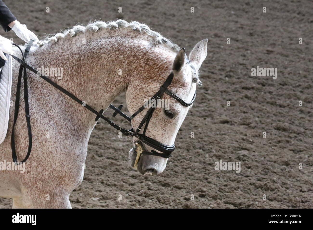 Portrait of a sport horse during dressage competition under saddle ...