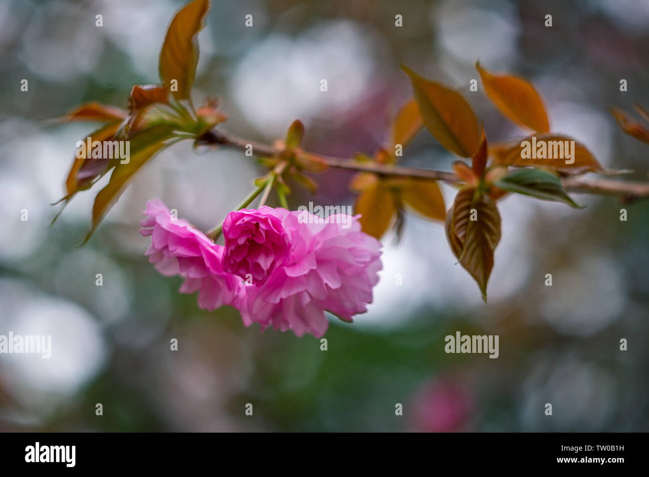 Photo taken in Longhu Park, Zhaoyuan City, Shandong Province. The ...