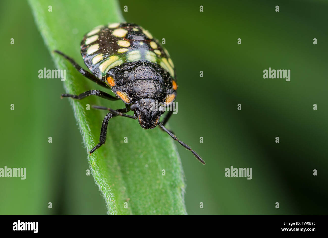 Bugs on the leaves Stock Photo - Alamy