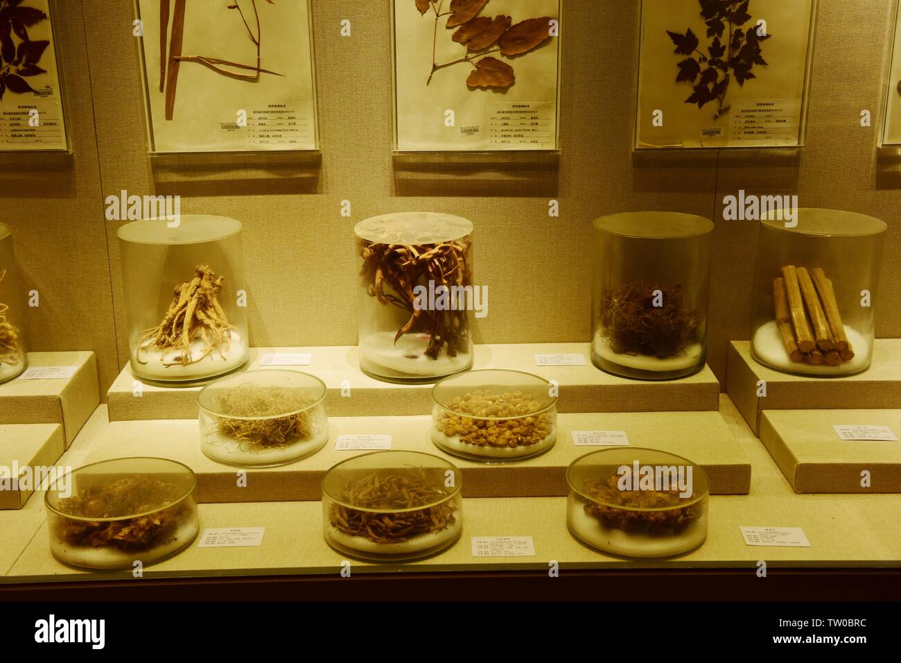 Exhibition Hall of Chinese Medicinal Materials Stock Photo - Alamy