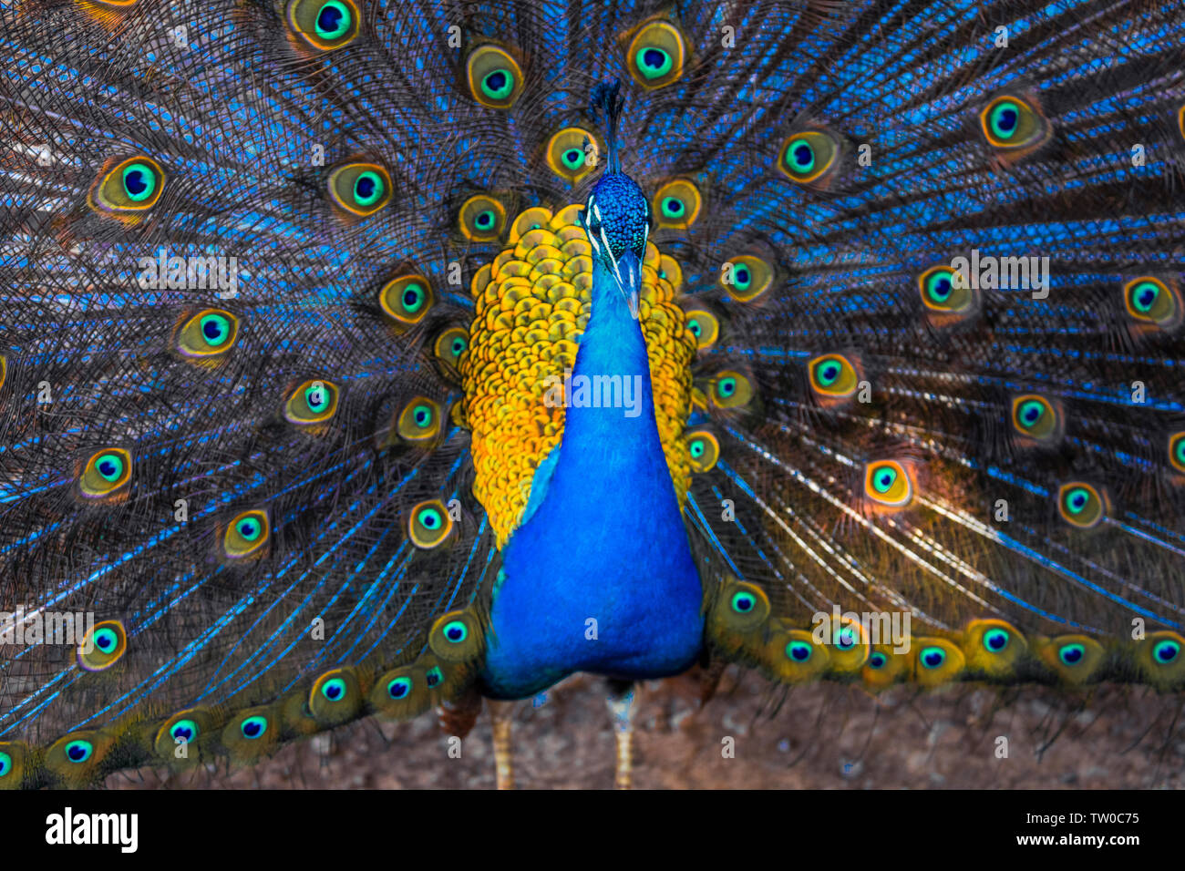 Turkey rustling hi-res stock photography and images - Alamy