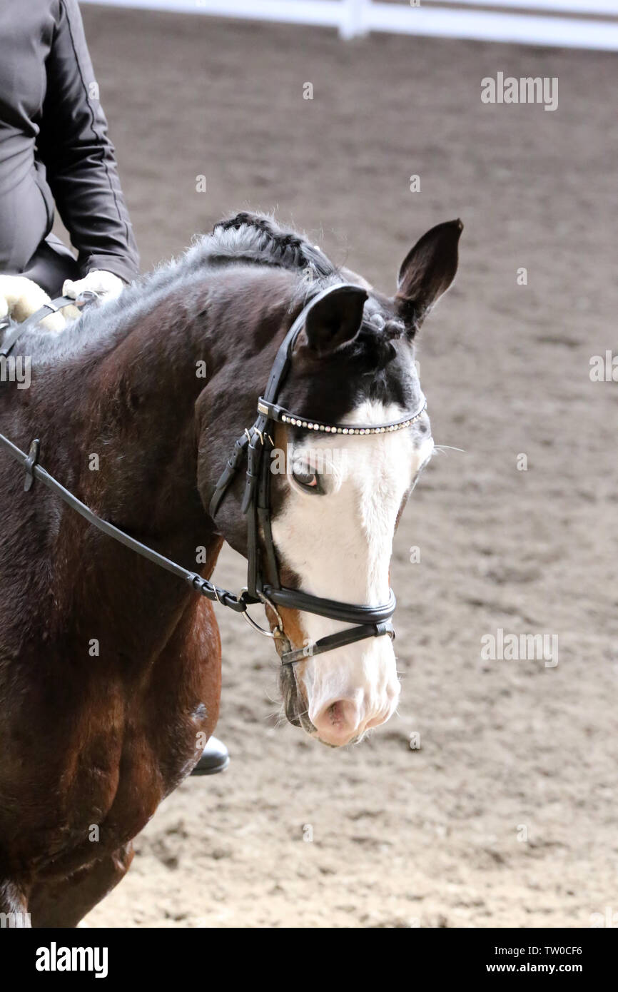 Portrait of a sport horse during dressage competition under saddle ...