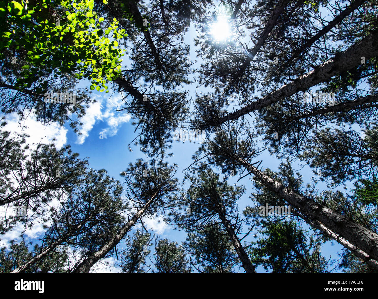 Old growth forest canopy looking up hi-res stock photography and images ...