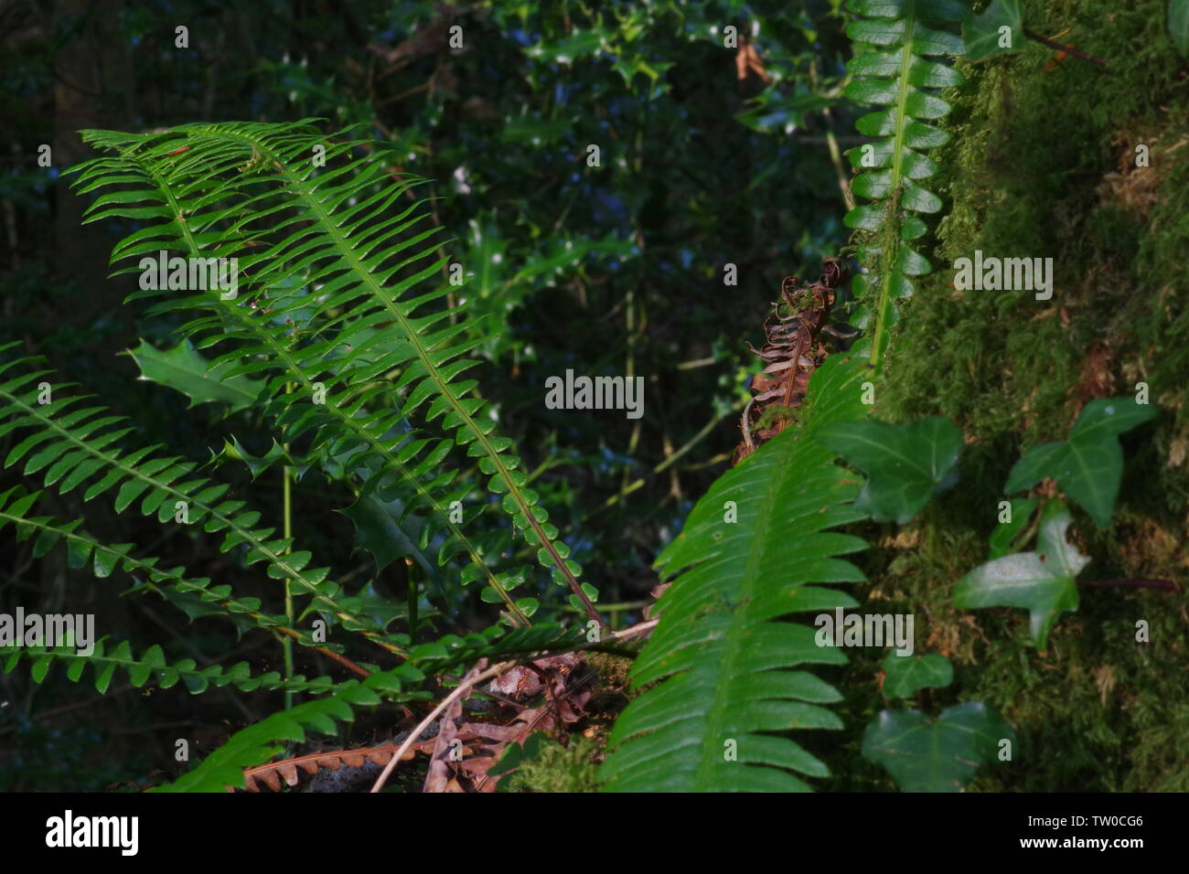 Hard Fern (Blechnum spicant) Growing on the Floor of Hembury Woods on a ...