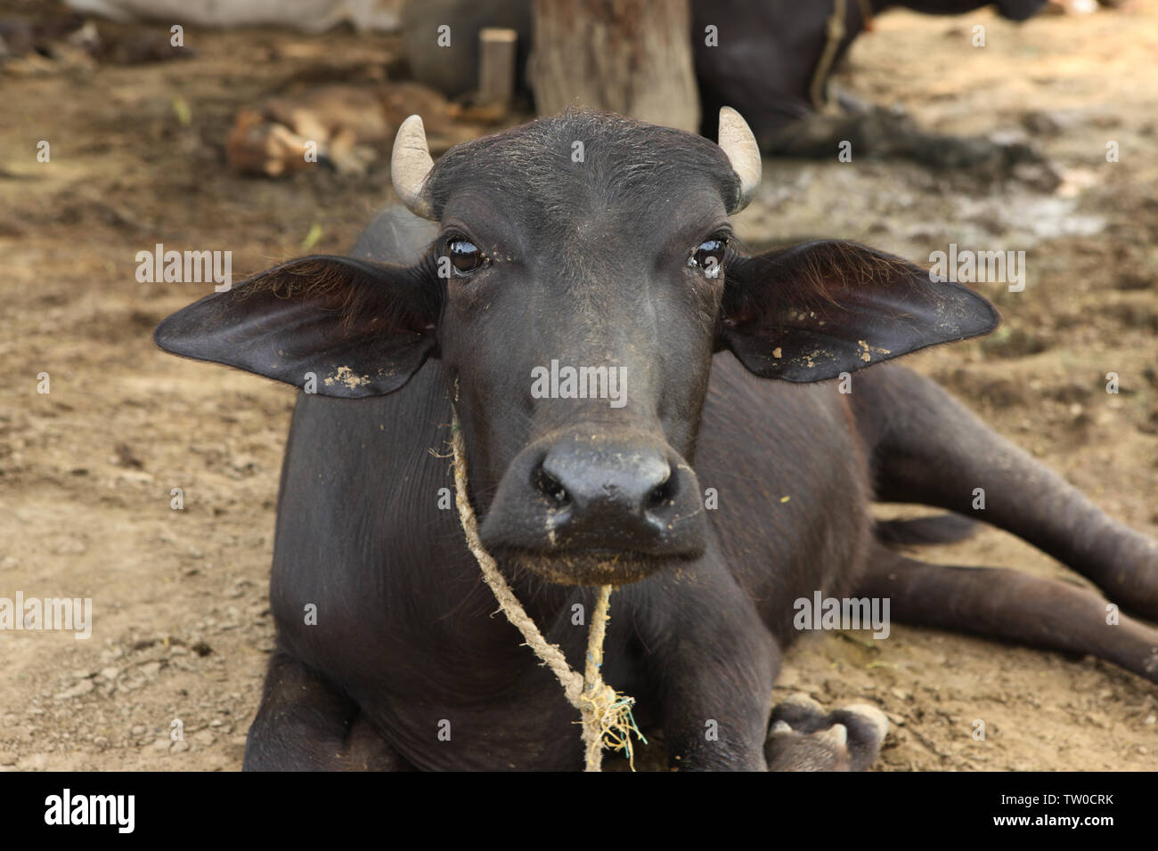 Sitting on buffalos head hi-res stock photography and images - Alamy