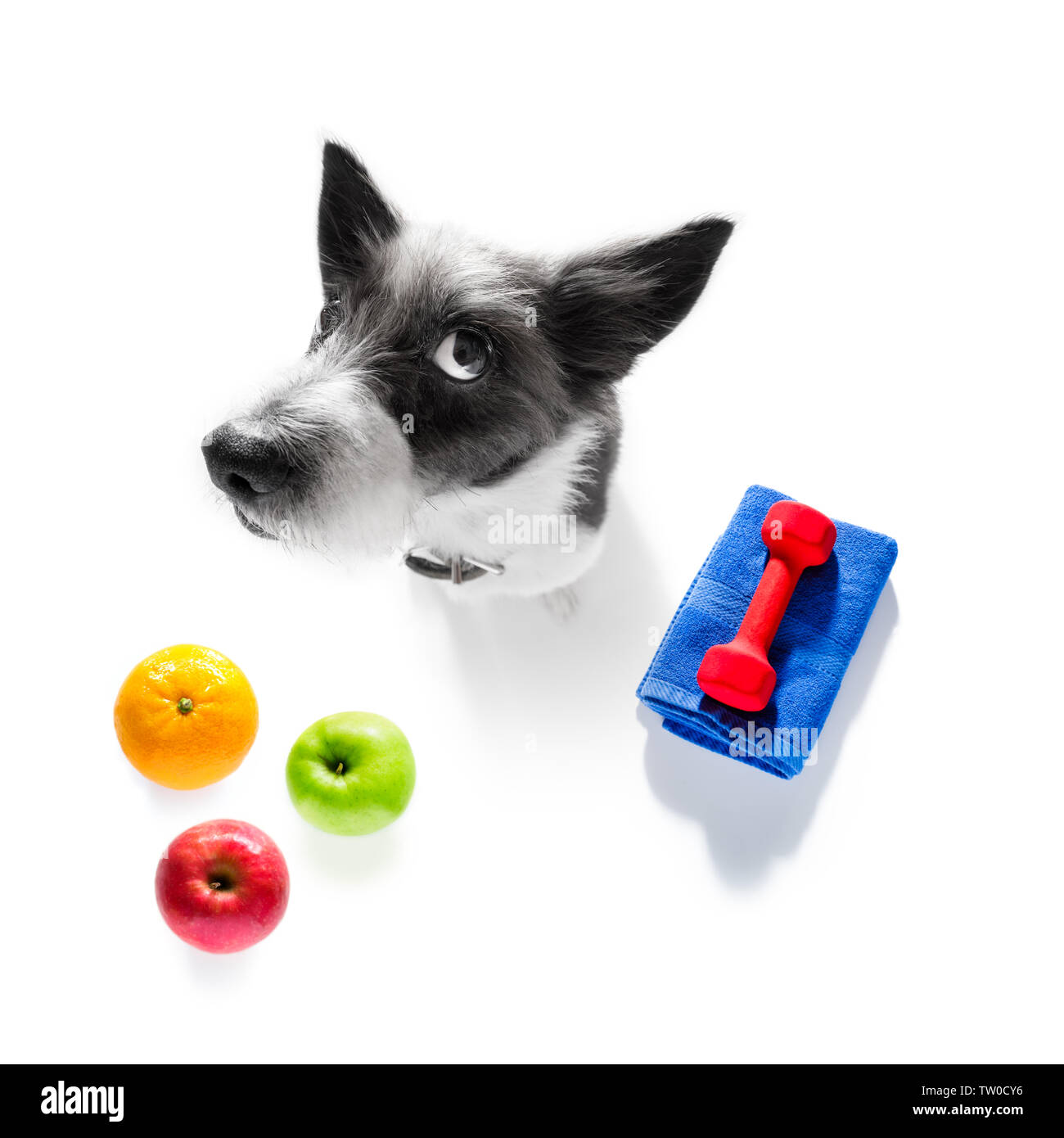 fitness poodle dog with a heavy dumbbell, as personal trainer ...