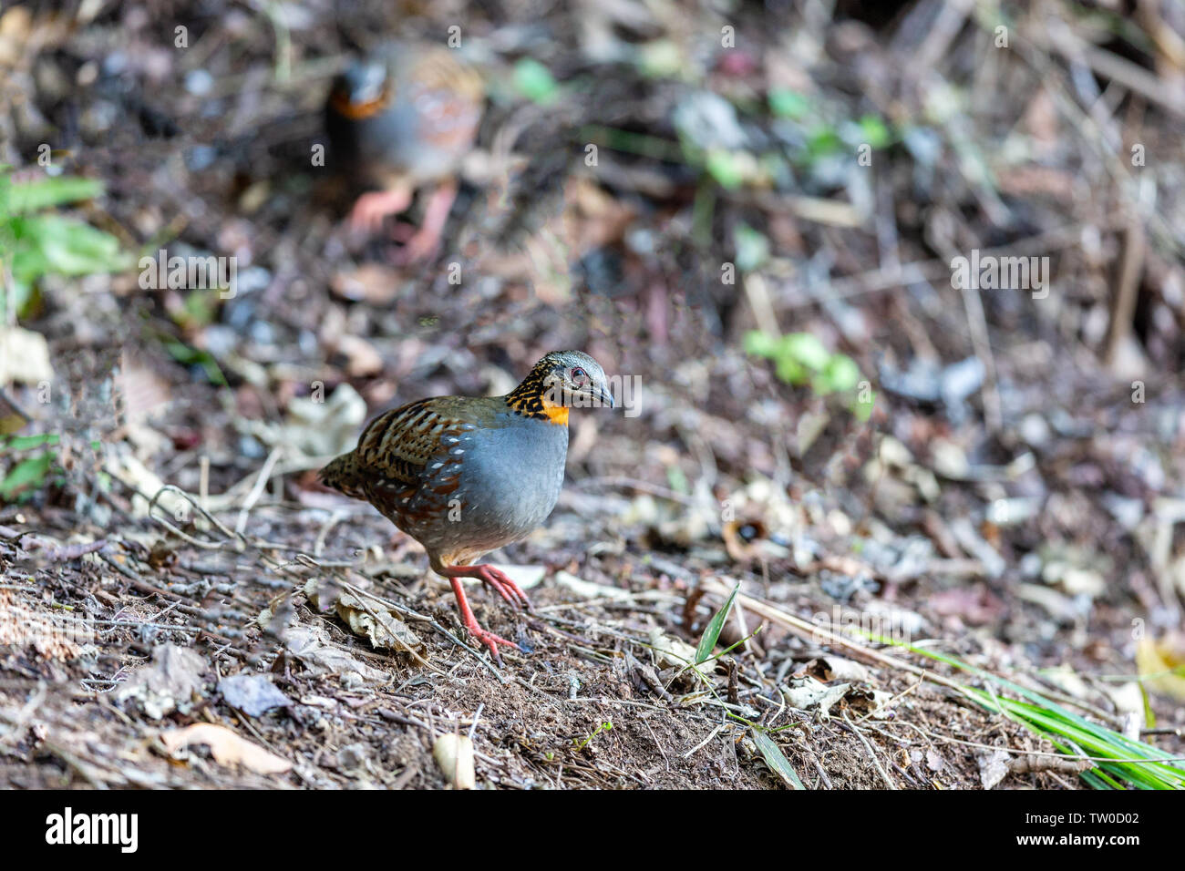 Red-throated mountain partridge living in broad-leaved woodlands of ...