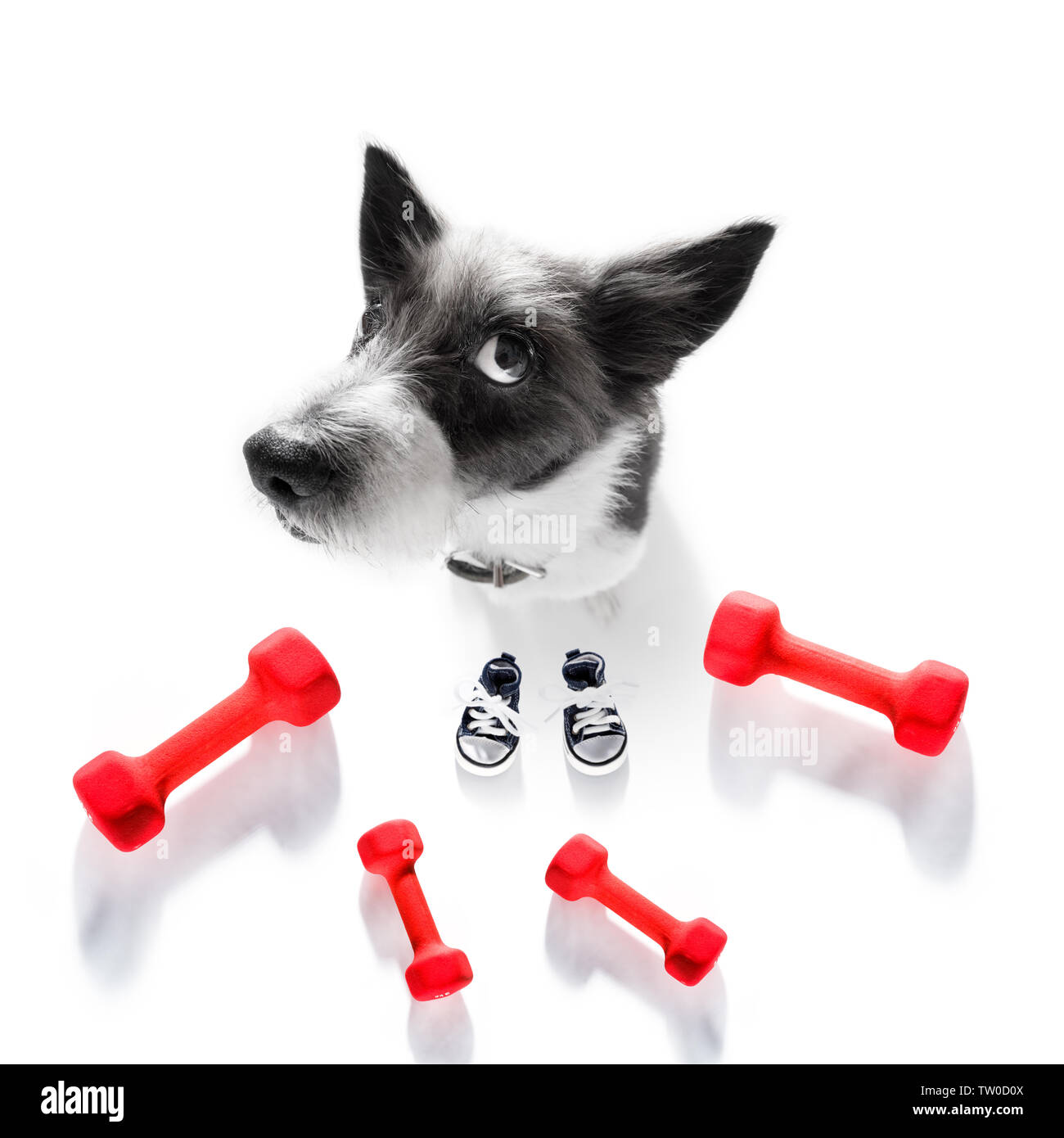 fitness poodle dog with a heavy dumbbell, as personal trainer ...
