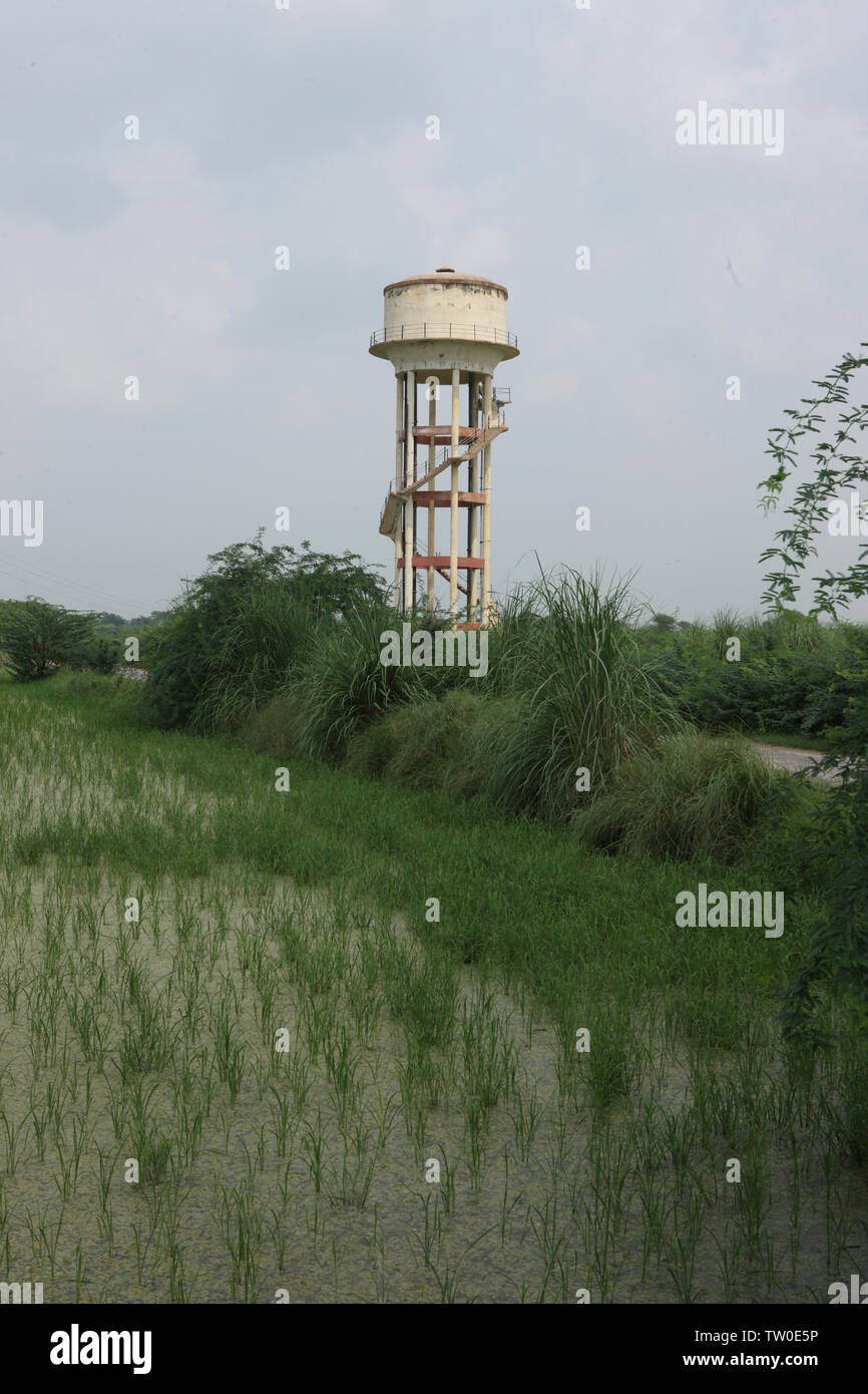 Rice crop in a field with water tower in the background, India Stock ...