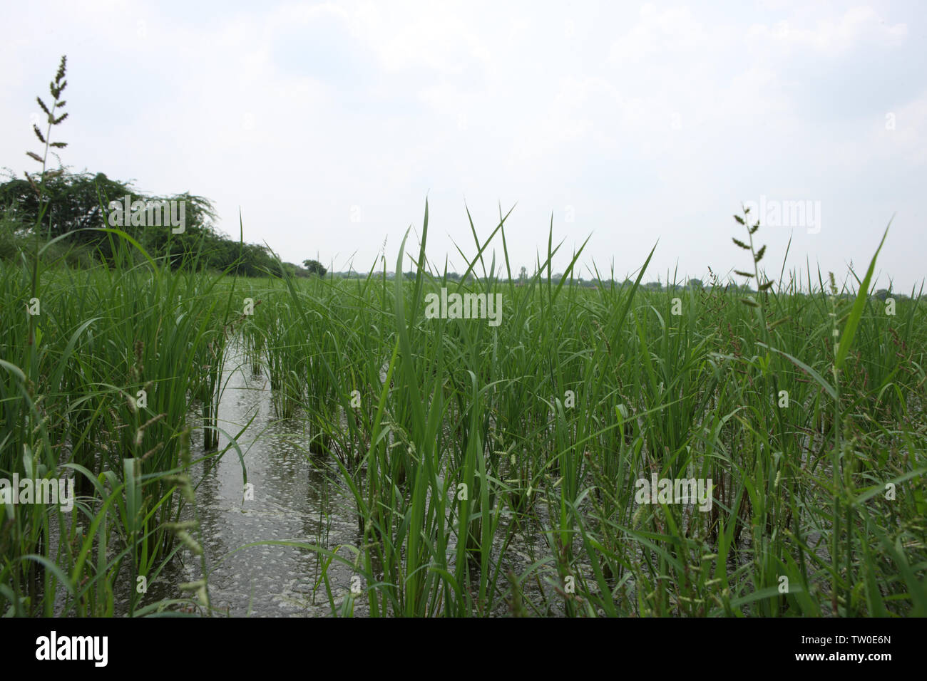 Rice crop in a field, India Stock Photo - Alamy