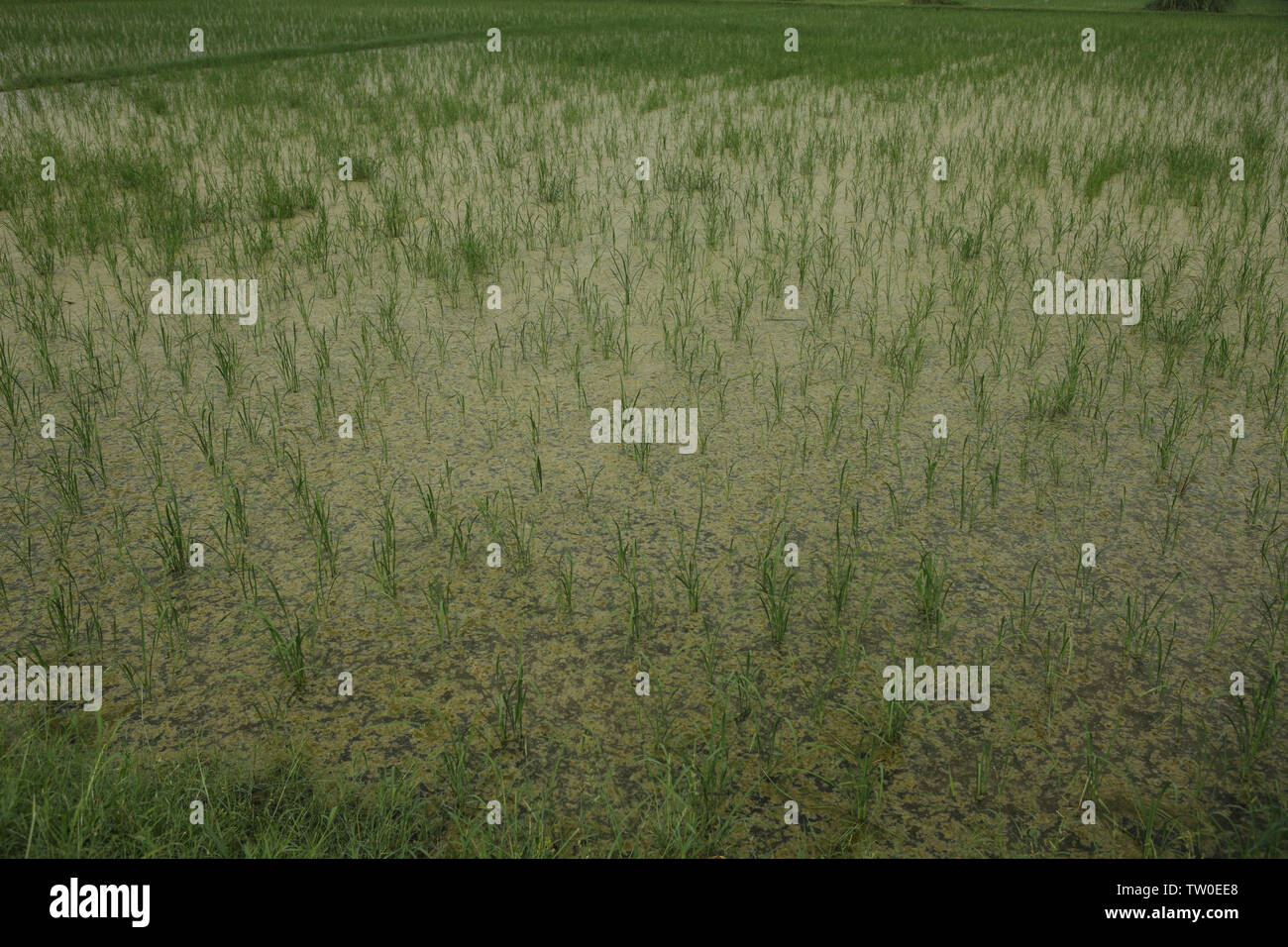 Crop paddy grains field agriculture hi-res stock photography and images ...