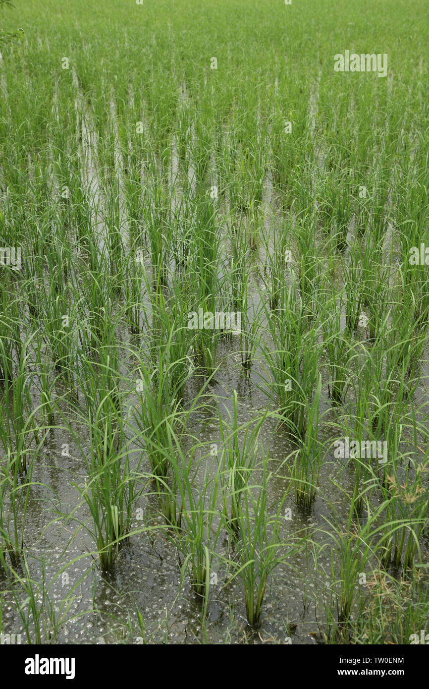 Rice crop in a field, India Stock Photo - Alamy