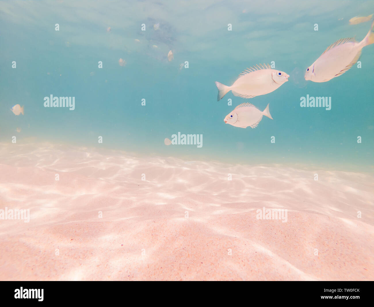 Beautiful tropical fish on the white sand beach Stock Photo - Alamy