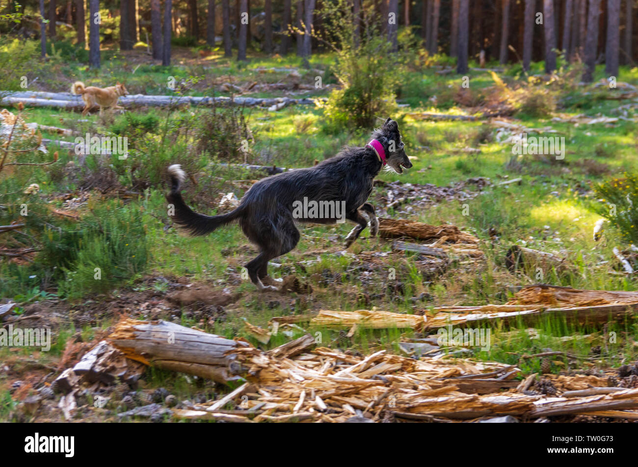Black greyhound running and jumping in the forest Stock Photo - Alamy