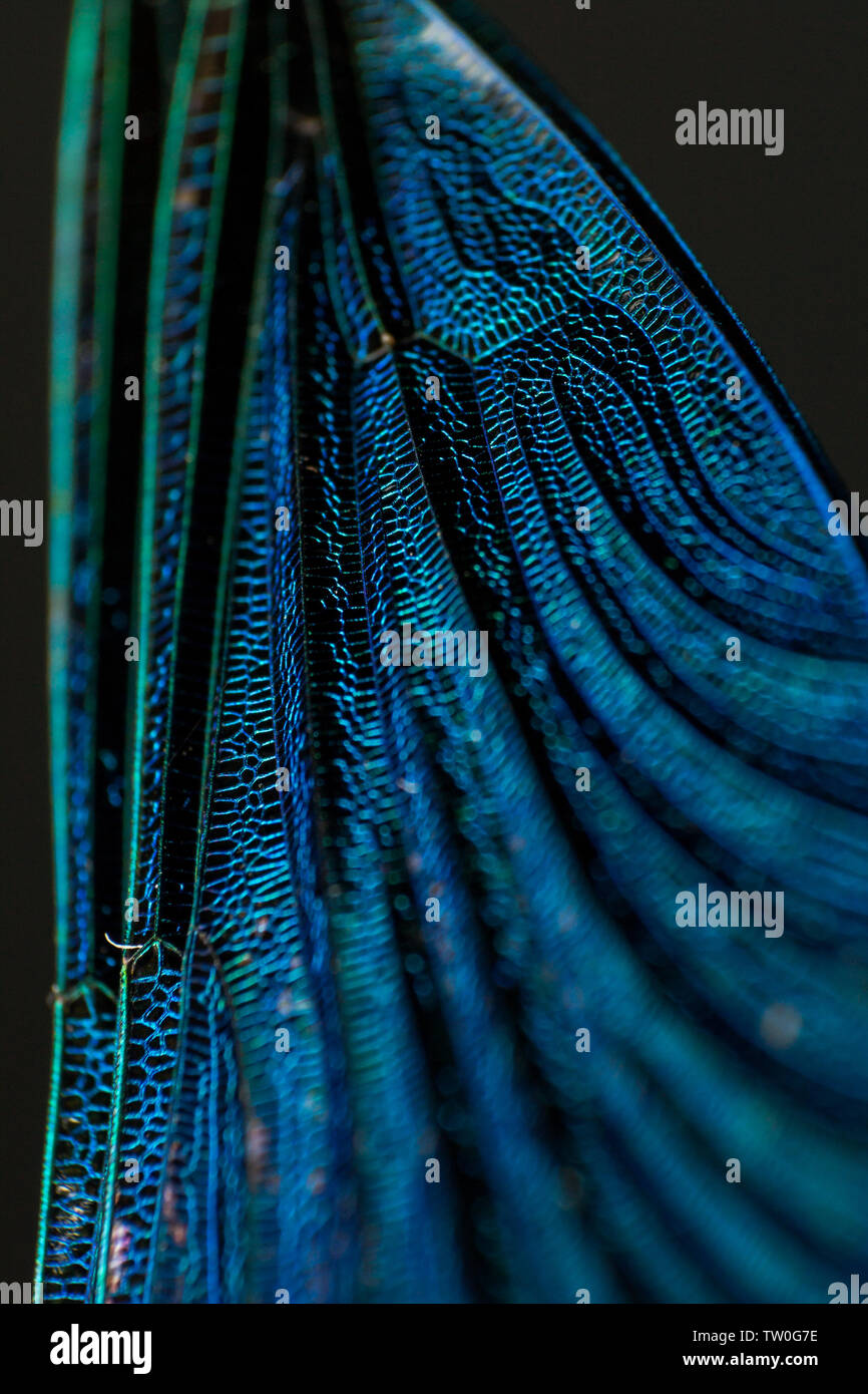 Dragon wing anatomy hi-res stock photography and images - Alamy
