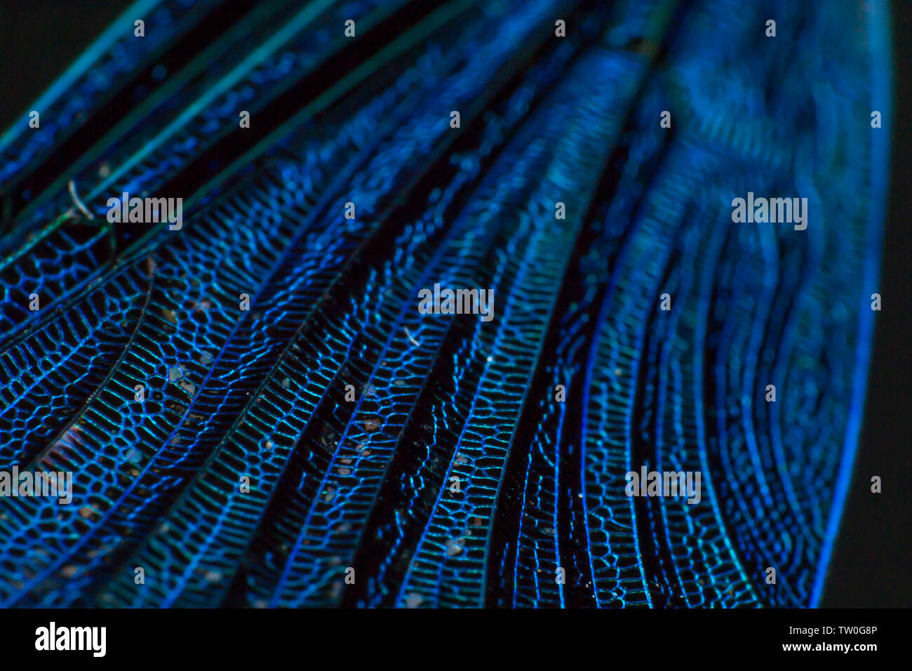 Dragon wing anatomy hi-res stock photography and images - Alamy