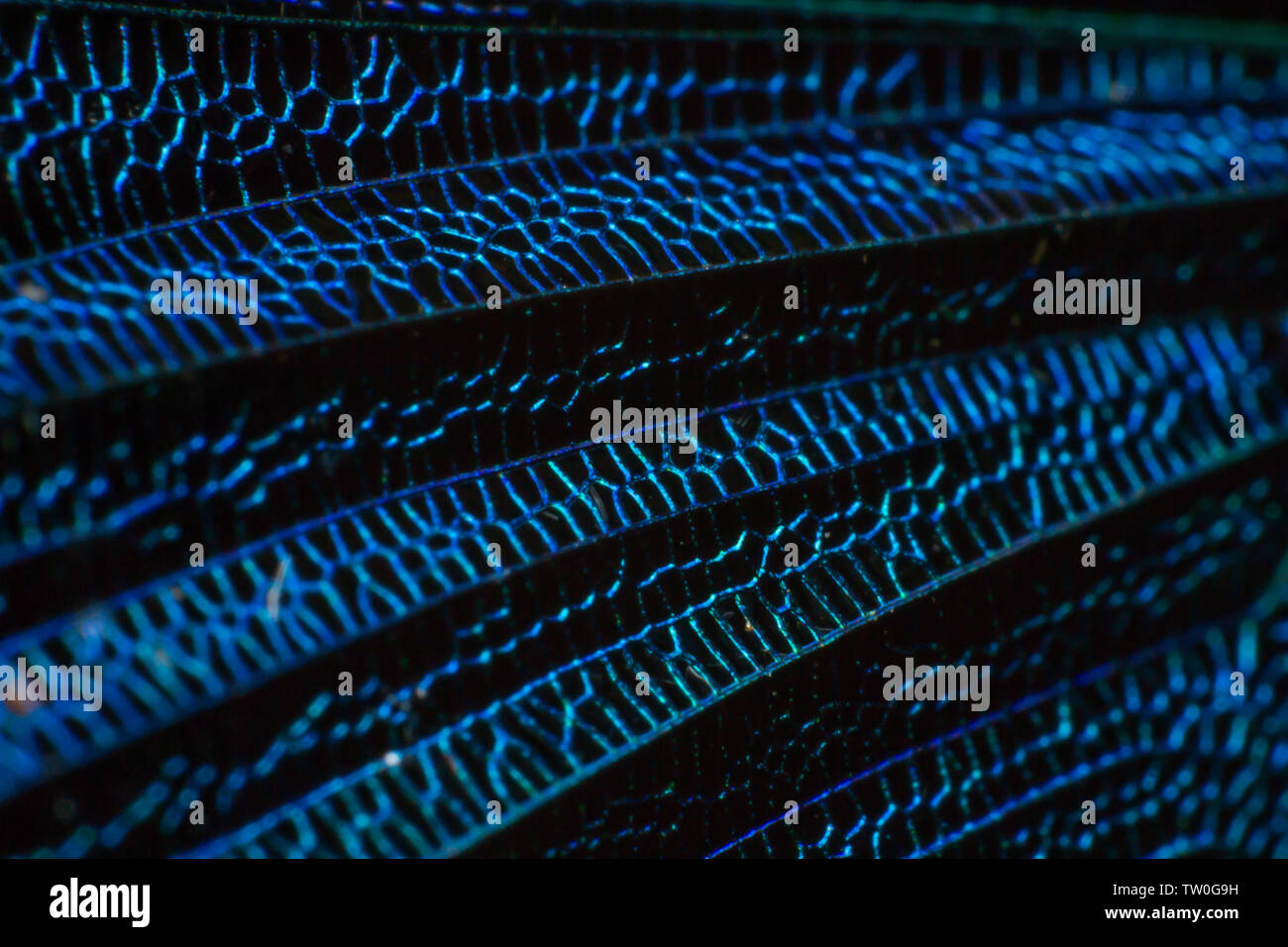 Dragon wing anatomy hi-res stock photography and images - Alamy