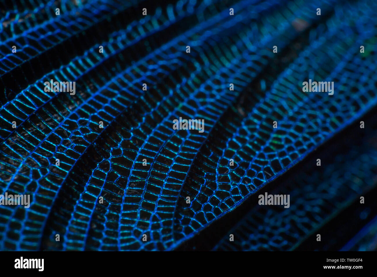 macro photo of a dragon fly wing Stock Photo - Alamy