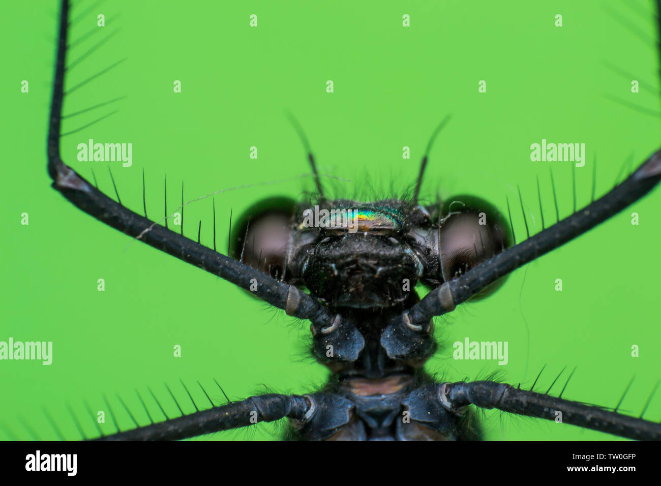 macro photo of a dragon fly and green background Stock Photo - Alamy