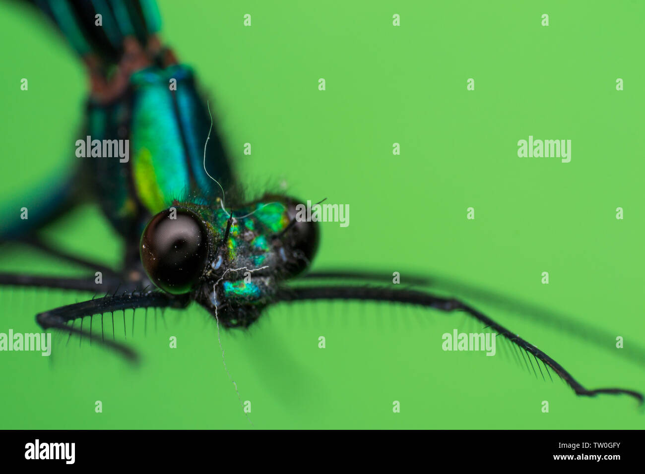 macro photo of a dragon fly and green background Stock Photo - Alamy