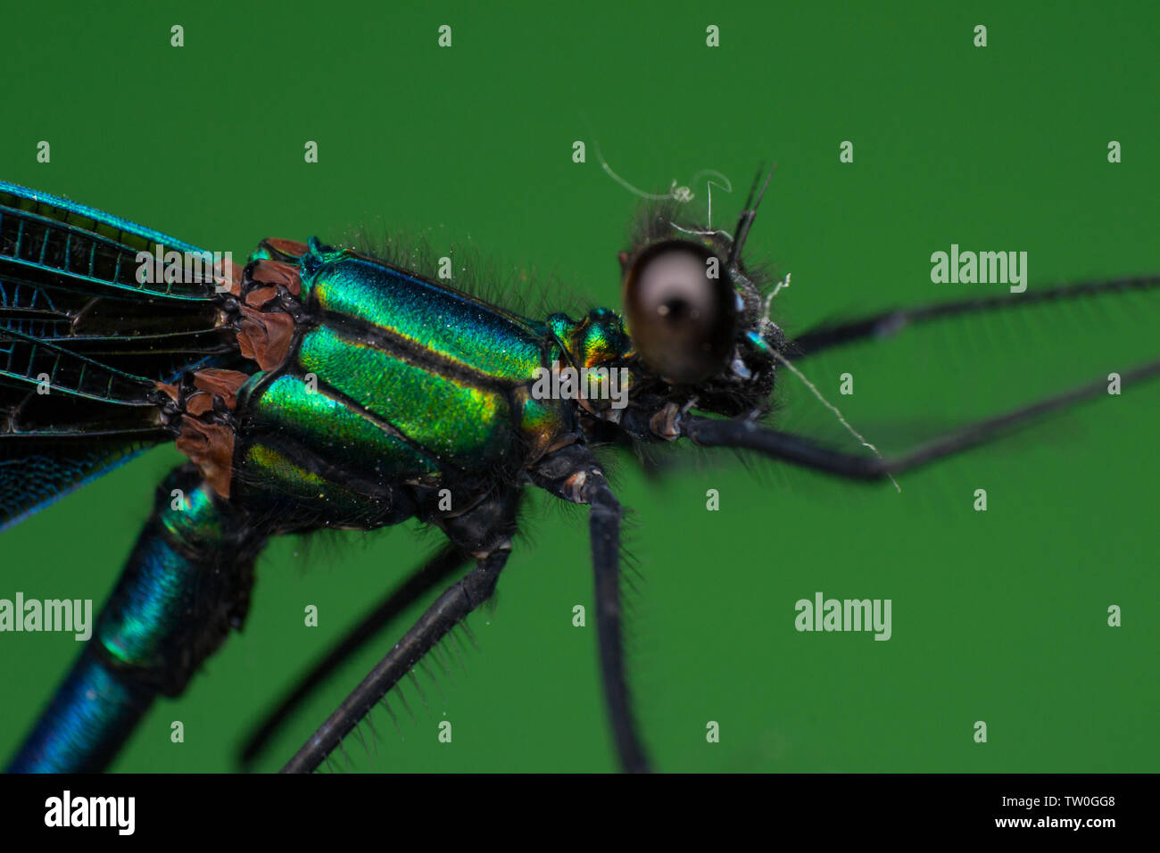 macro photo of a dragon fly and green background Stock Photo - Alamy