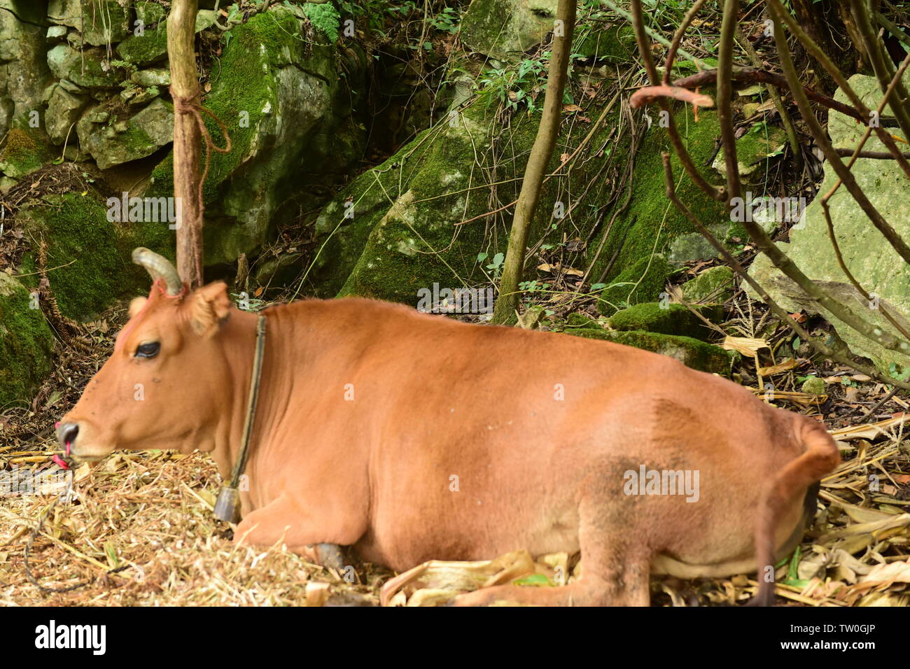 Scalper High Resolution Stock Photography and Images - Alamy