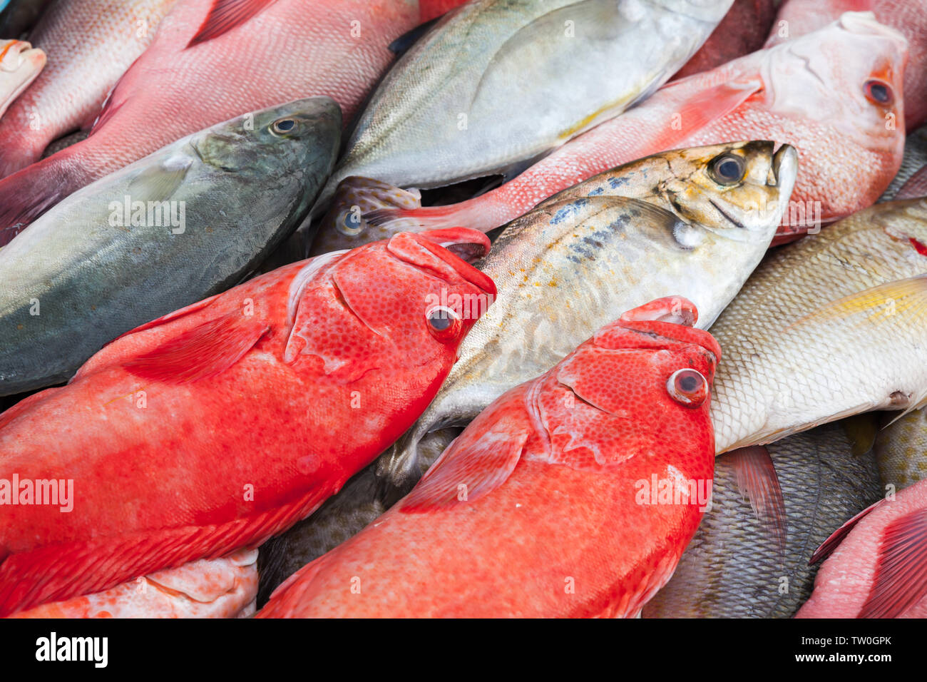Colorful fresh fish assortment laying on a counter of a fish market in ...