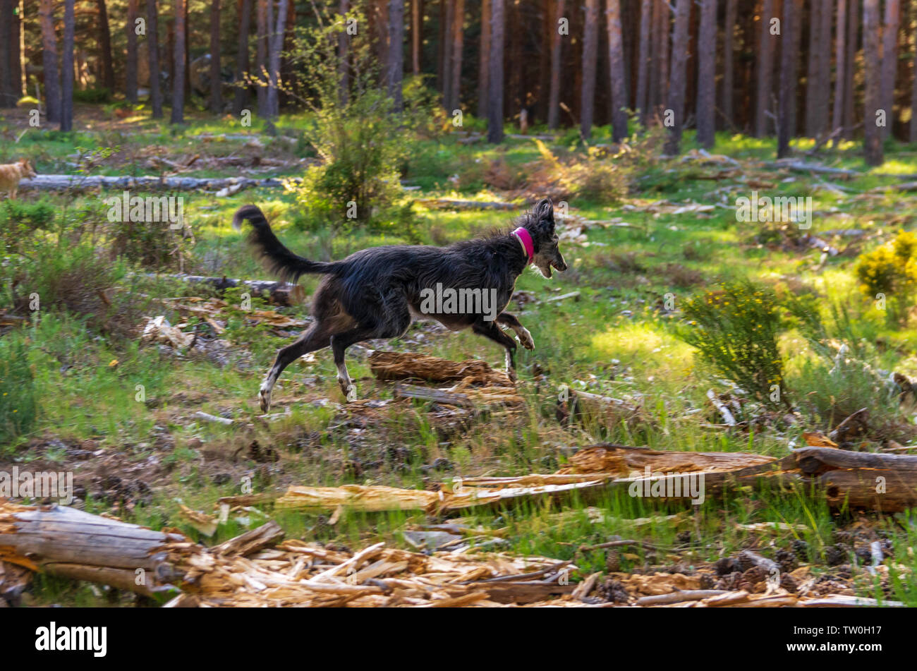 Black greyhound running and jumping in the forest Stock Photo - Alamy