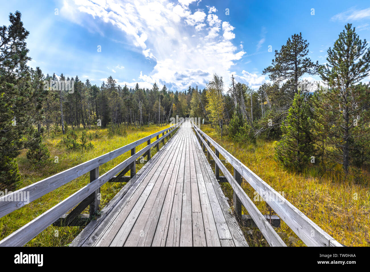 raised bog of Hinterzarten, Germany, Southern Black Forest Nature Park ...