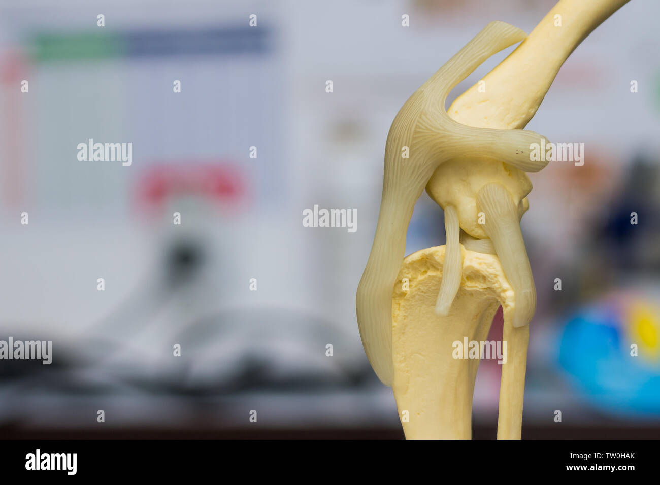 Anatomy of the knee side view hi-res stock photography and images - Alamy