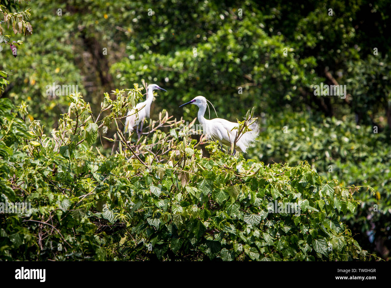 Adult bird white Egretta Garzetta on the tree. Little egret living on ...