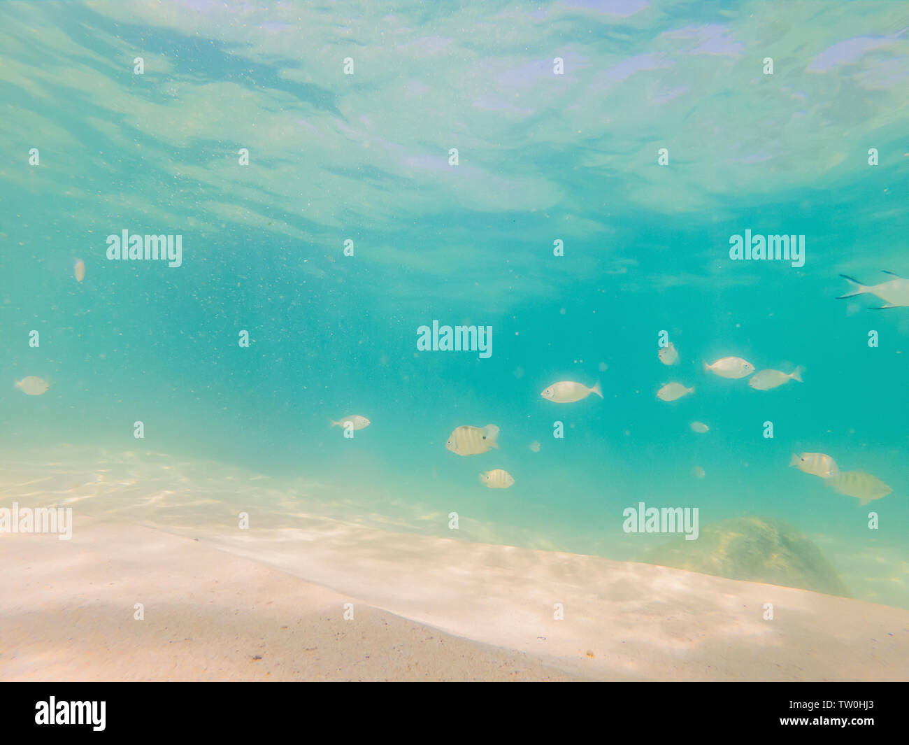 Bigeye tuna underwater hi-res stock photography and images - Alamy