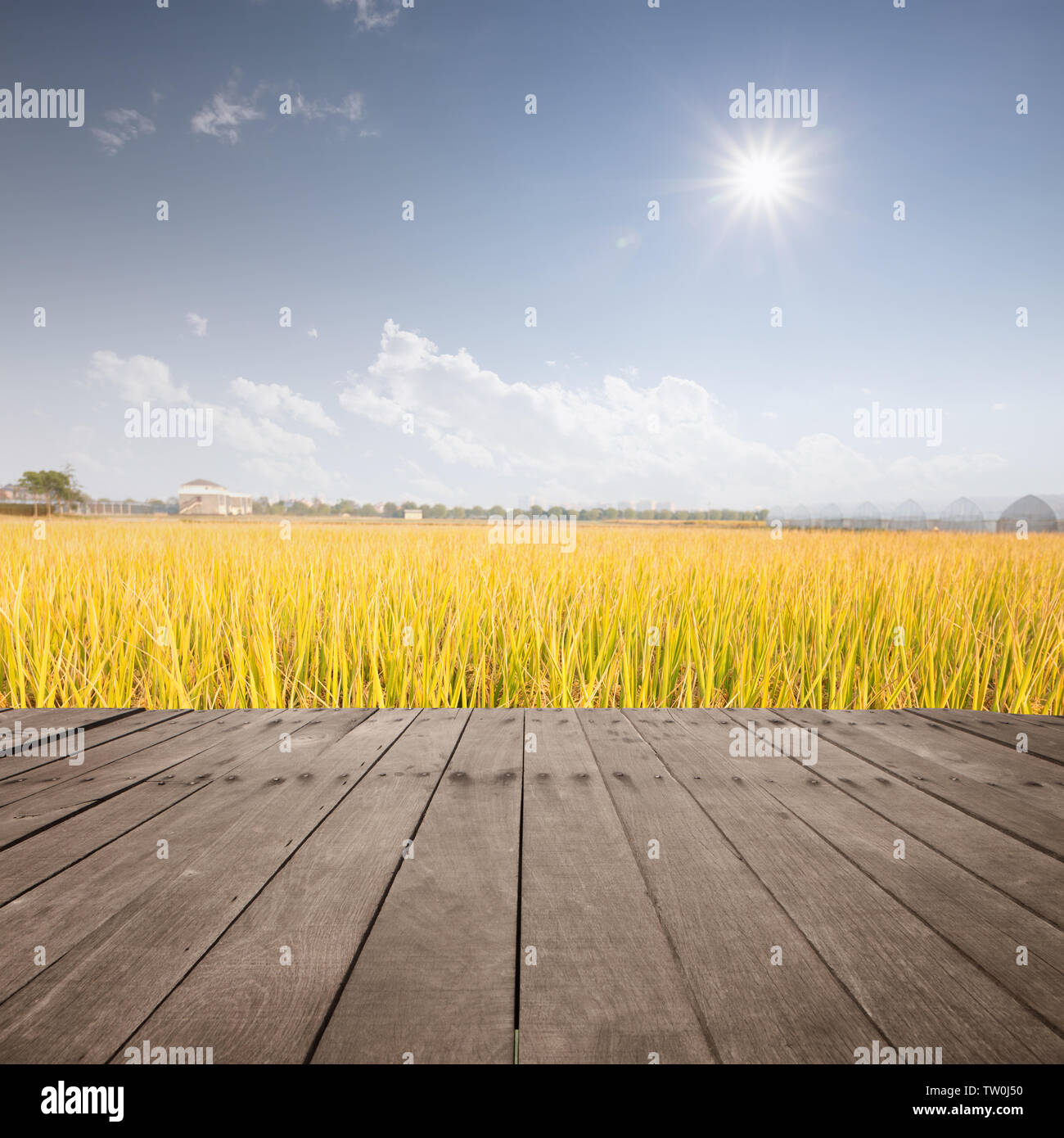 Rice field with boardboard Stock Photo - Alamy