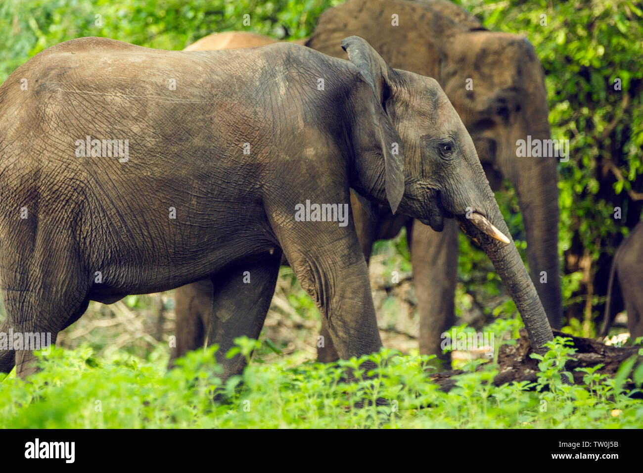 Africa, Zimbabwe, manaturals, national parks, animals, elephants, baby ...