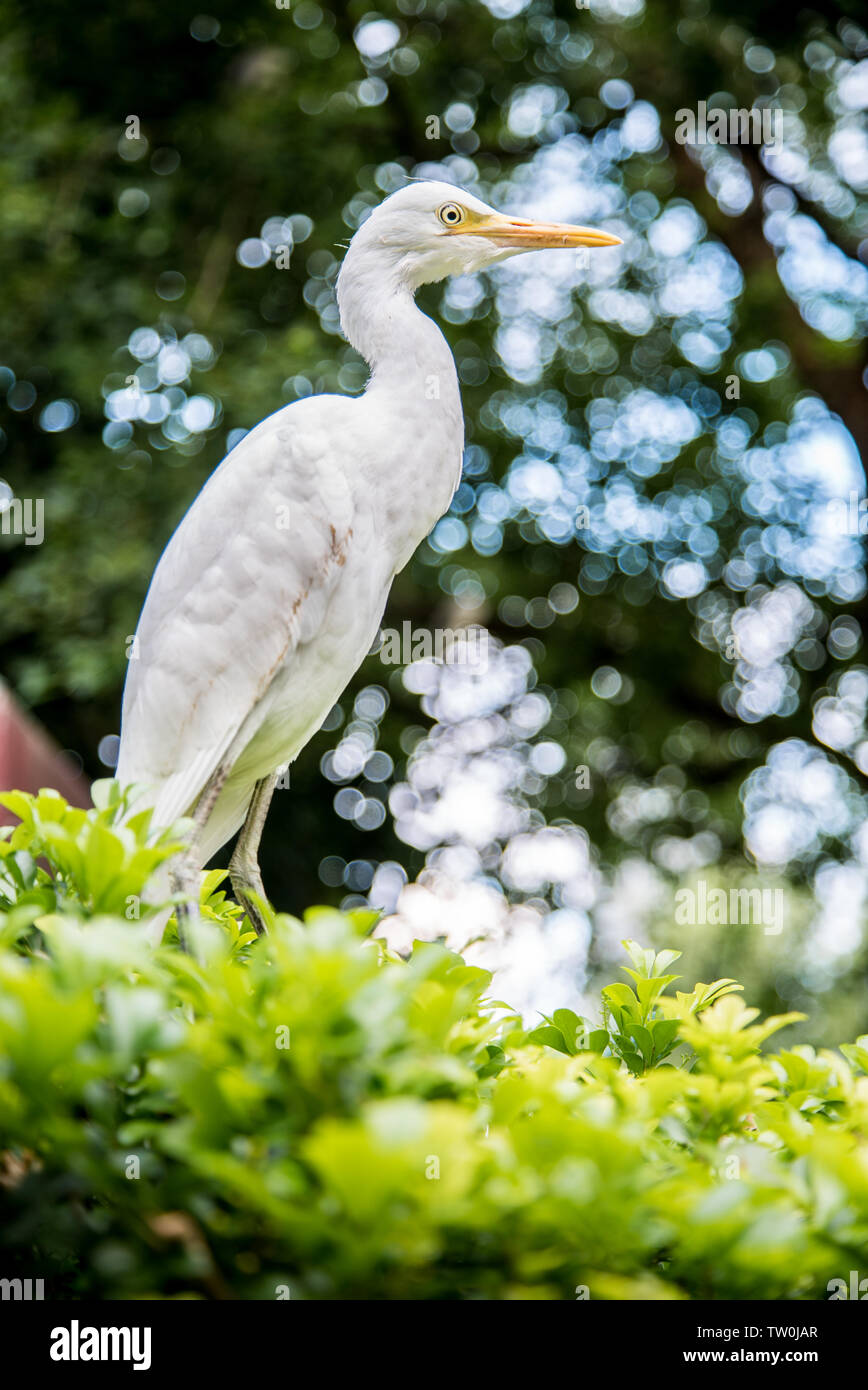 Adult bird white Egretta Garzetta on the tree. Little egret living on ...
