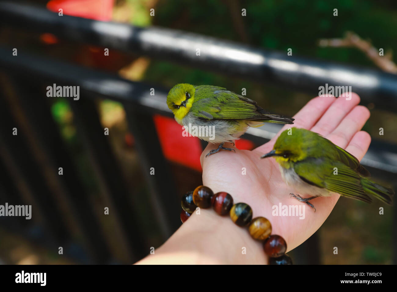 Intimate photos of lovesick interacting with people Stock Photo - Alamy