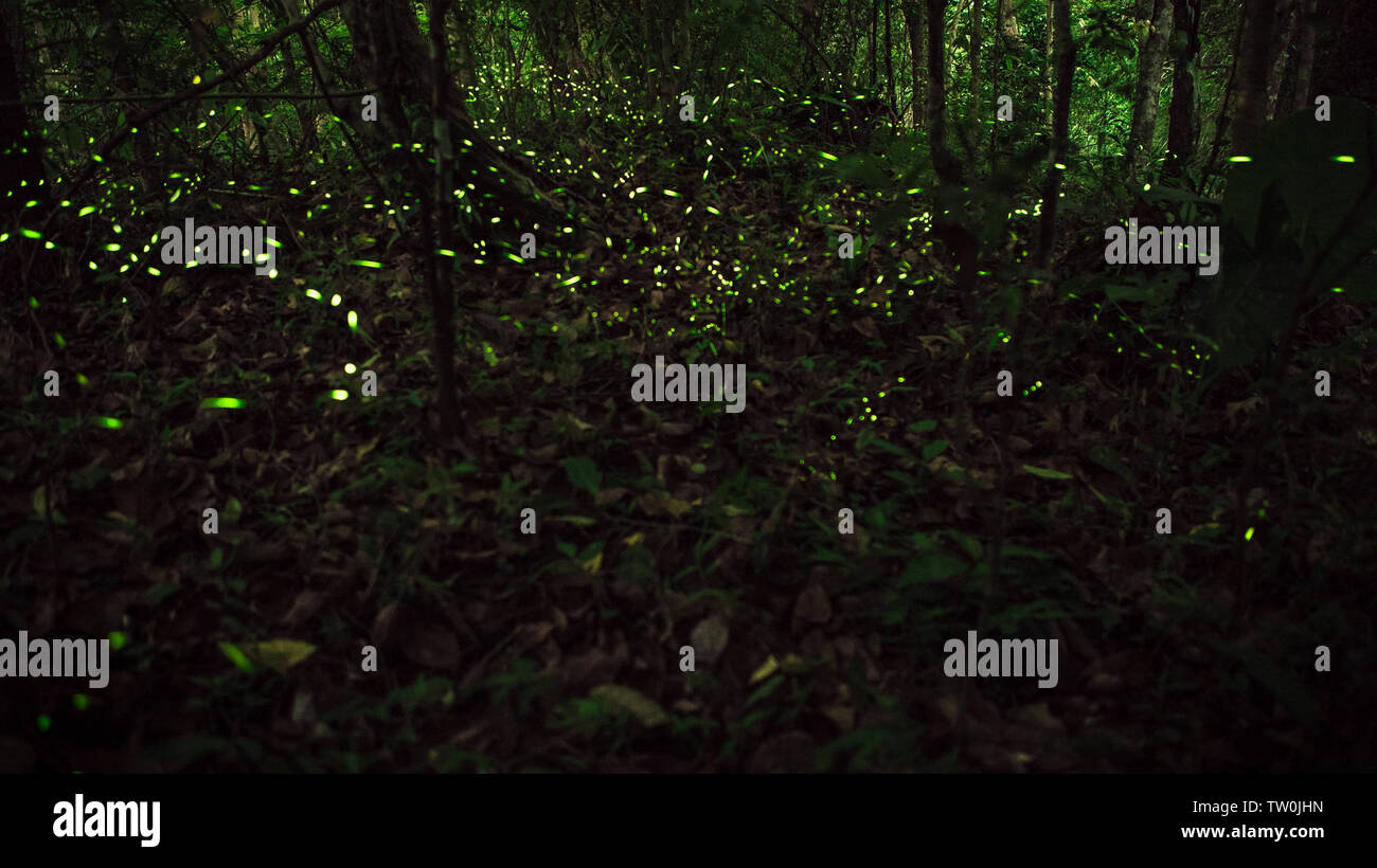 Fireflies At Night Beautiful