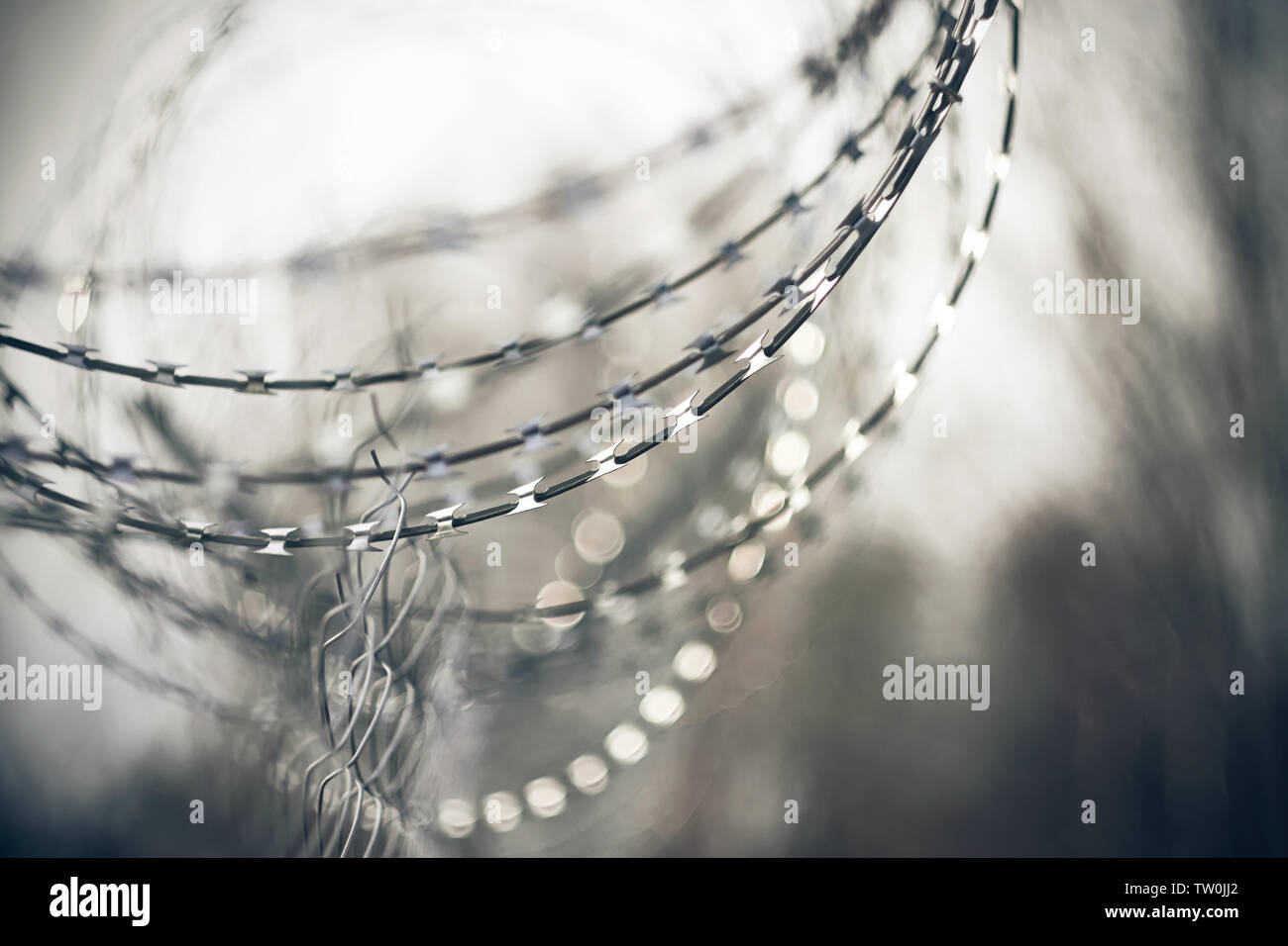 Sharp metal barbed wire wound in a spiral on a transparent mesh metal ...