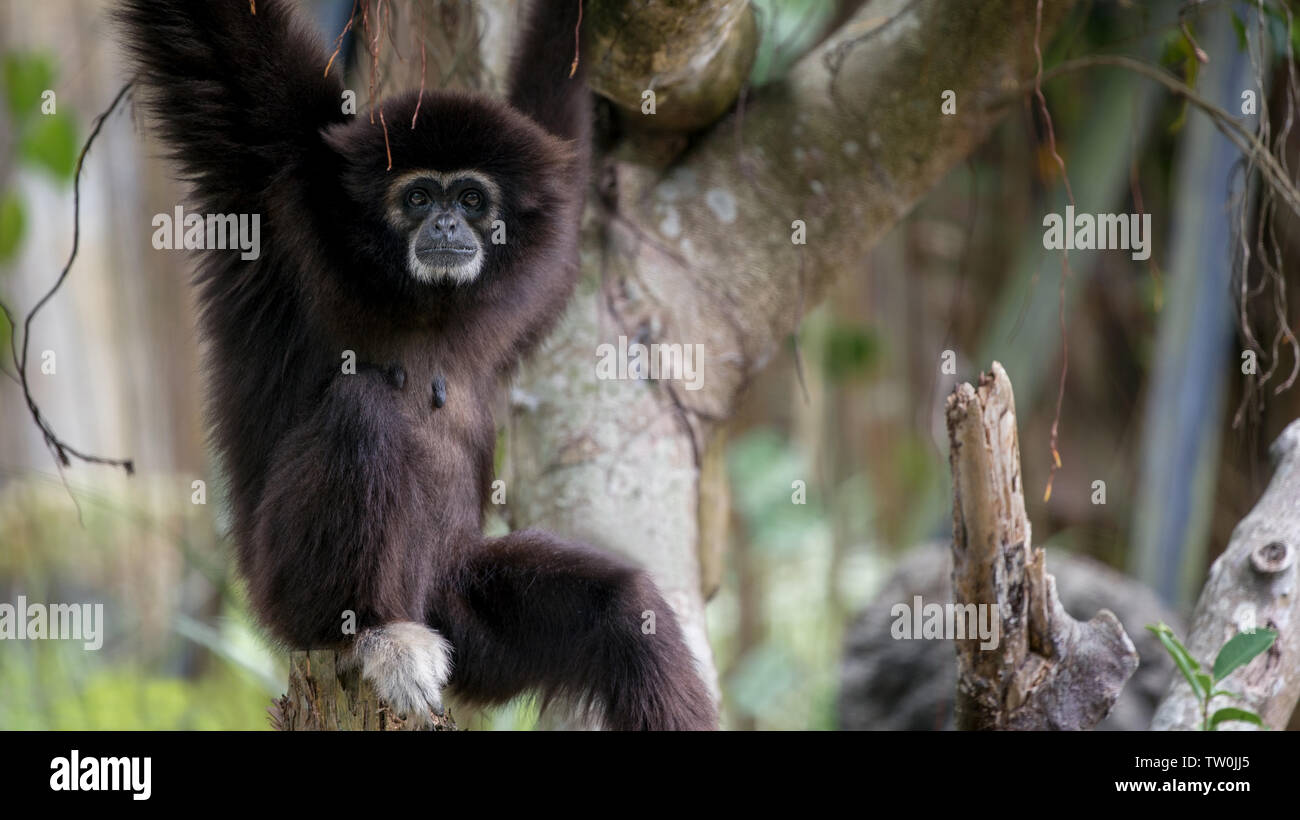 White hand gibbon climbing on hi-res stock photography and images - Alamy